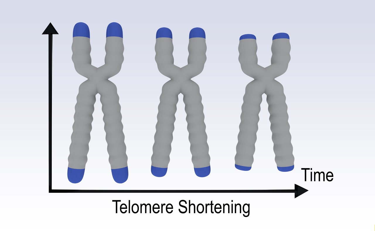 7 Foods to Improve Telomere Health (what is a strong viking telomere ...